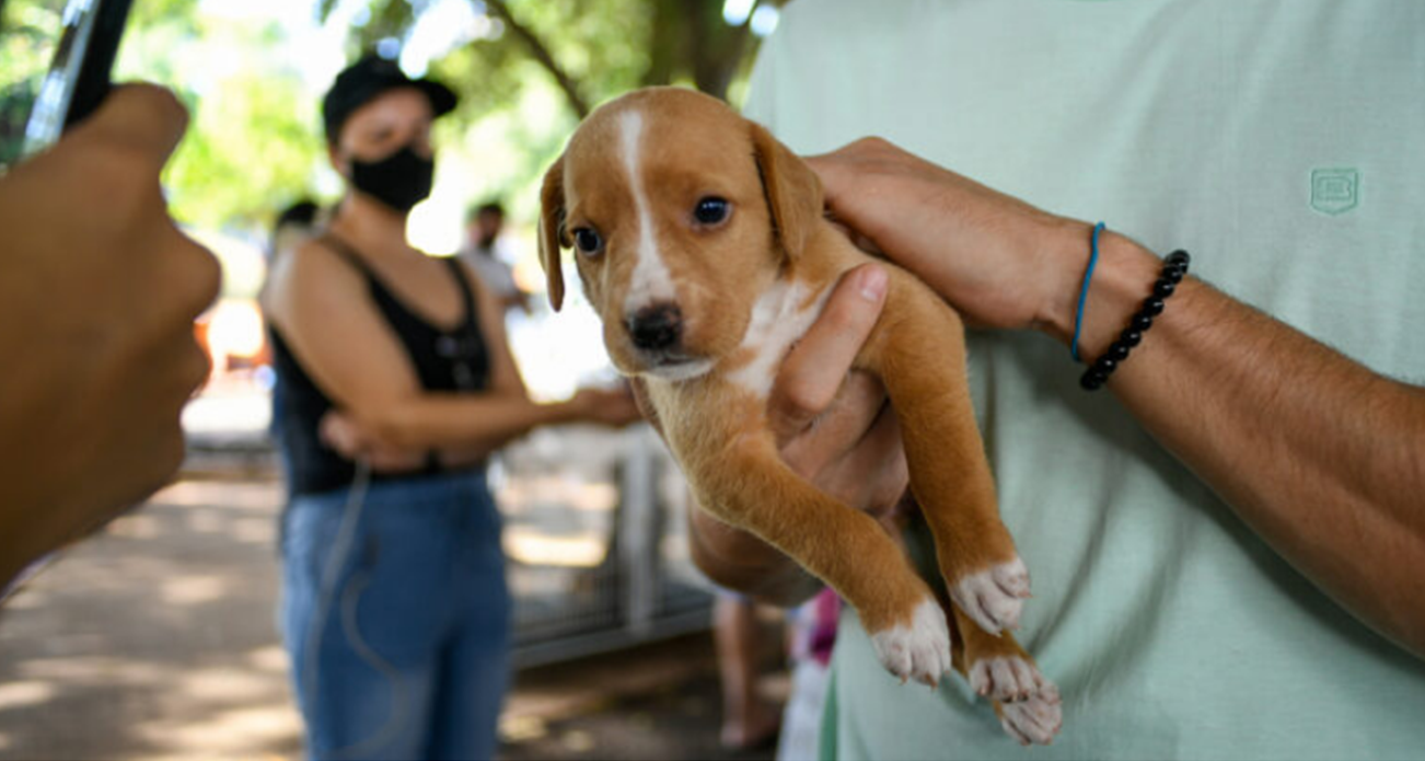 Prefeitura Realiza Feira De Adoção De Cães E Gatos Diário
